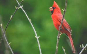 Understanding the 9 Red Cardinal Spiritual Meaning Symbols