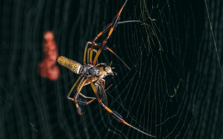 What Do Spiders Eat? 5 Common Foods Spiders Love
