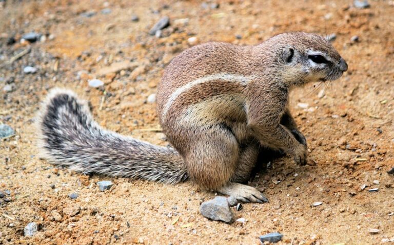 Learn About 789 Species in Our Alphabetical List of Animals