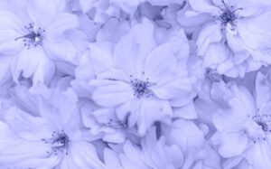 Unveiling The Rich Heritage Behind Lila Name Meaning Origins