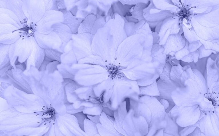 Unveiling The Rich Heritage Behind Lila Name Meaning Origins